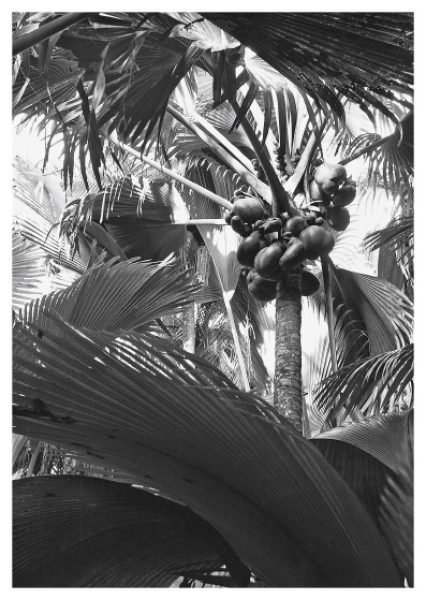 Edition A.B. Fischer: Menschen und Orte, Wegmarken, Photoessenz ...